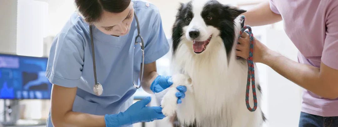 10 Most Common Dog Skin Issues: Spot, Diagnose & Treat – oneisall