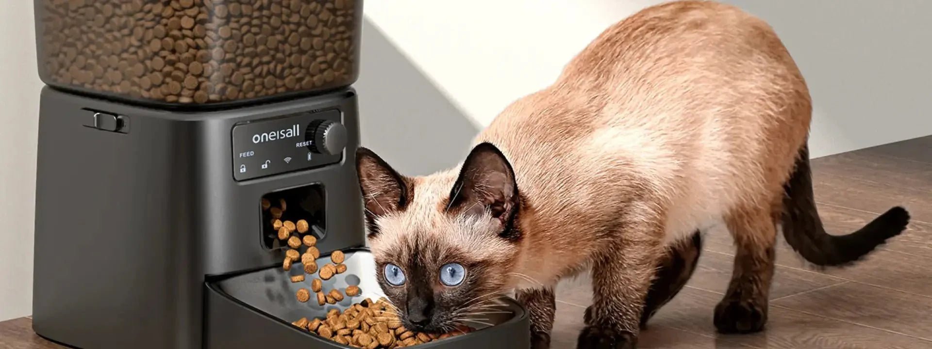 Kitten Feeding Chart By Age: A Comprehensive Guide – oneisall