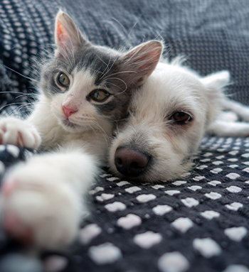 Interdigital Cysts on Dogs: Causes, Treatment & Prevention | Oneisall ...